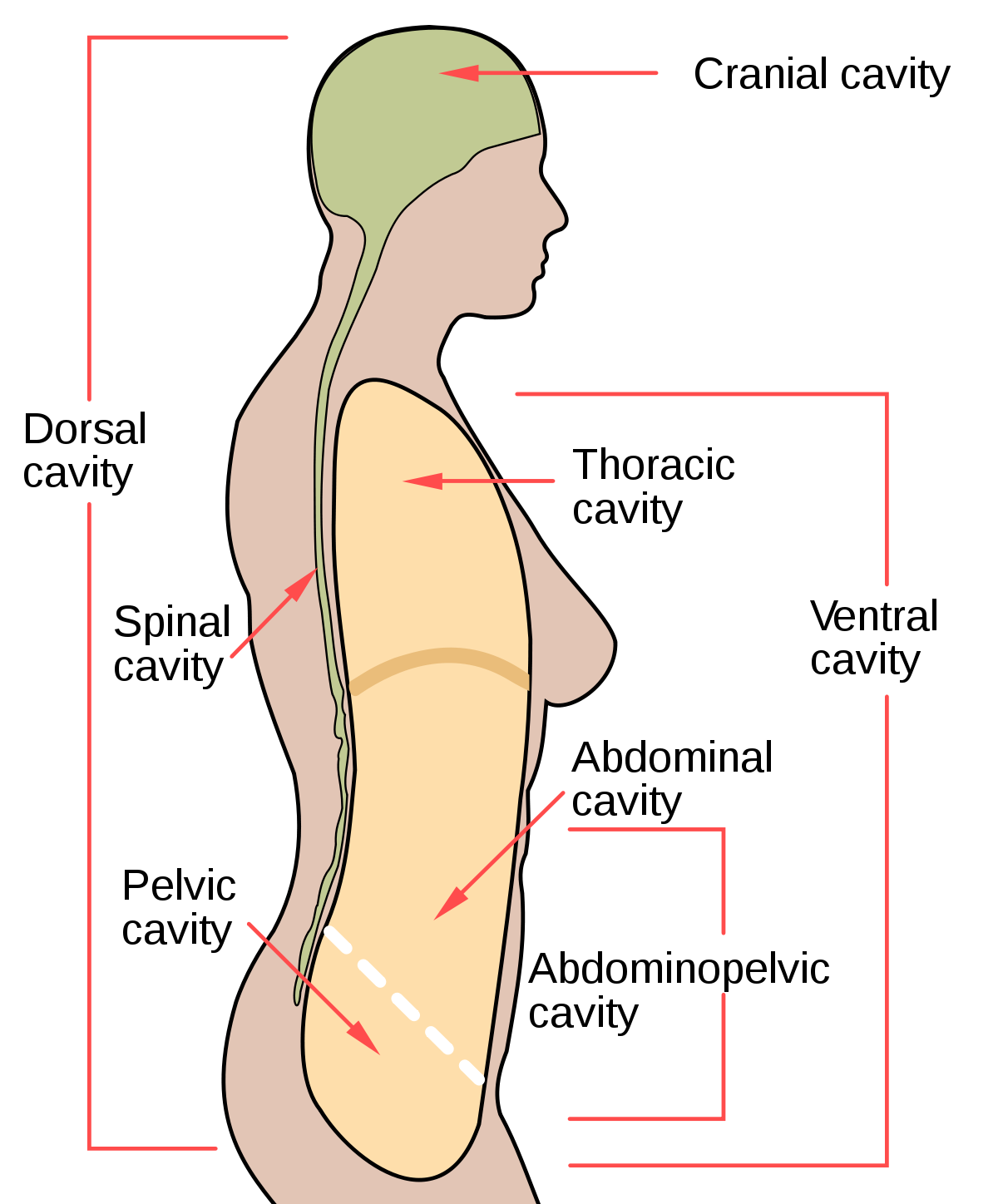 Cranial Cavity