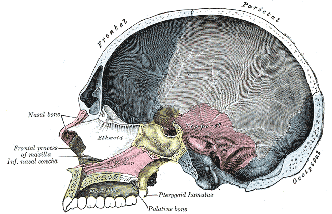 Cranial Cavity