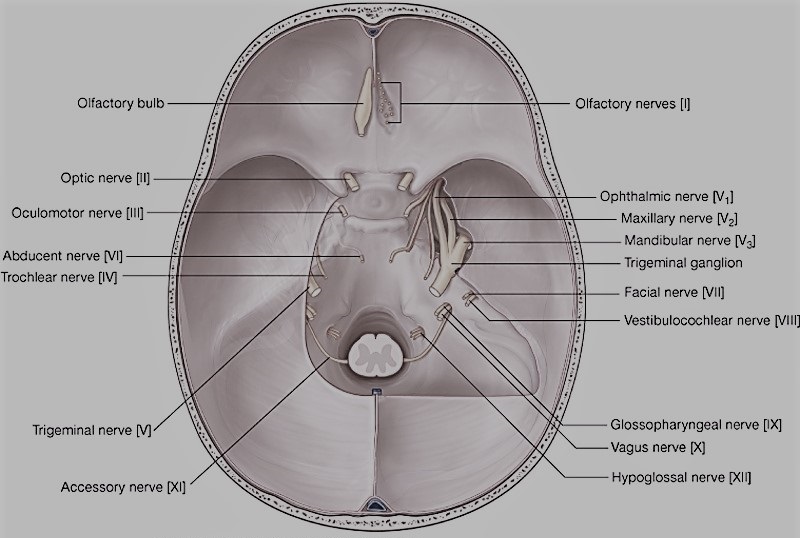 Cranial Cavity