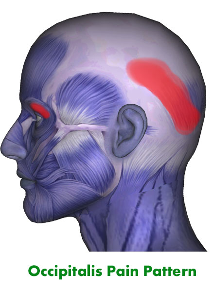 Occipitalis Muscle