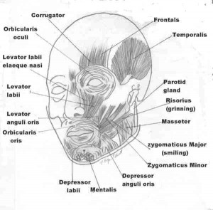 Orbicularis oculi - Location, Function and Pictures