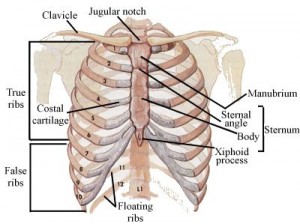 Xiphoid process - Location, Function, Pictures and related Injuries