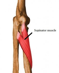 Supinator muscle - Pictures, Location, Origin and Function