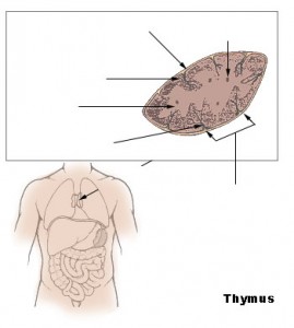 Thymus - Definition, Location, Function and Pictures
