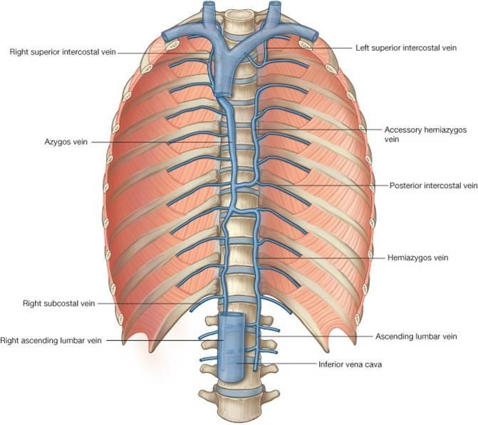 Azygos Vein Location Function And Pictures Azygos Vein Location Function And Pictures
