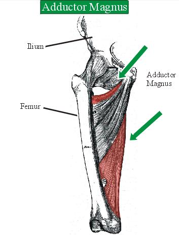 Adductor Magnus