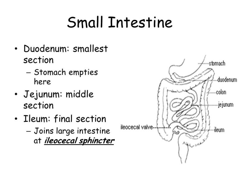 Jejunum - Function, Location, Histology and Related Conditions