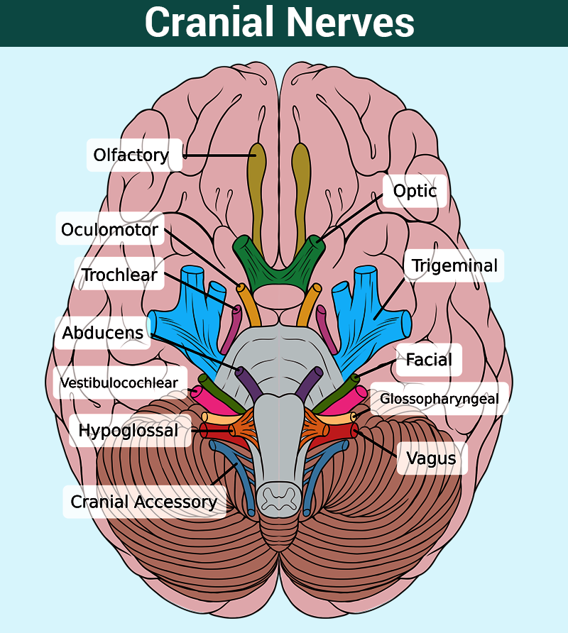Cranial Nerves Function Table Anatomy And FAQs