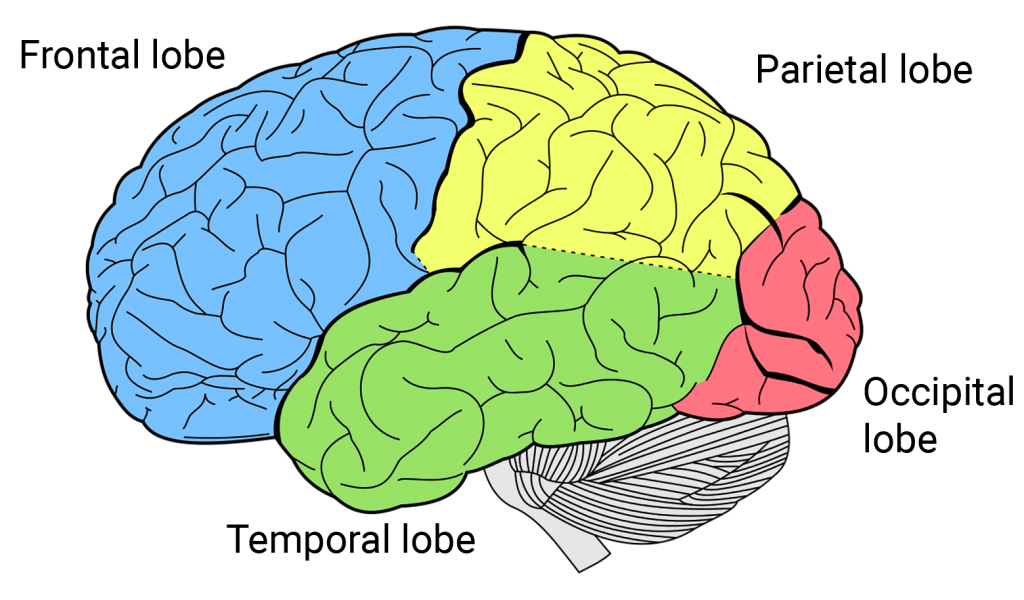 Parietal Lobe - Function, Location, Structure and Related Conditions