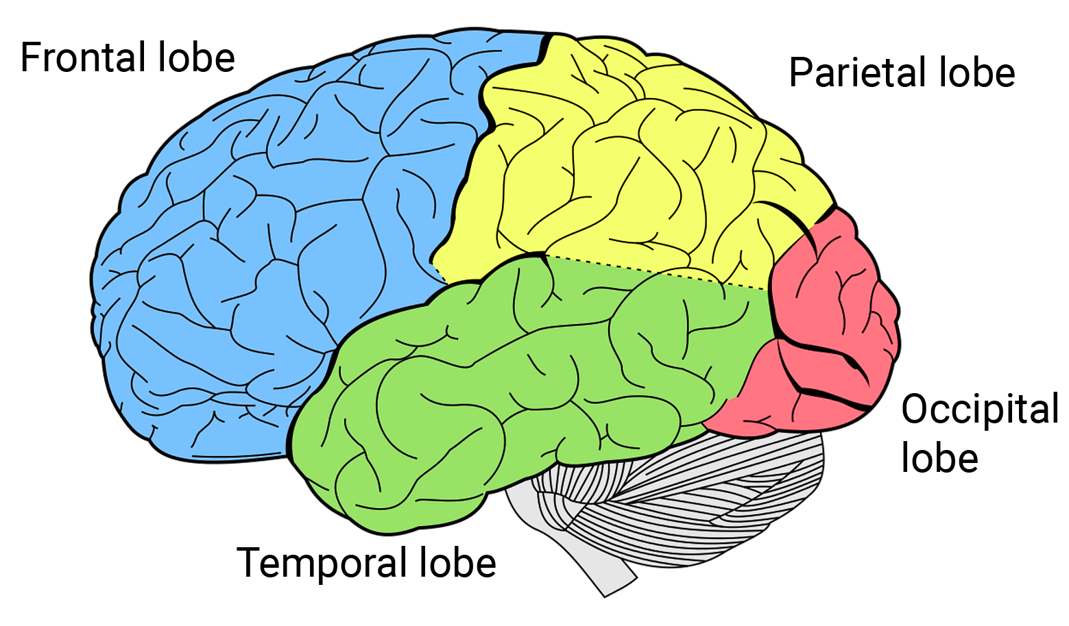 Parietal Lobe Function Location Structure And Related Conditions