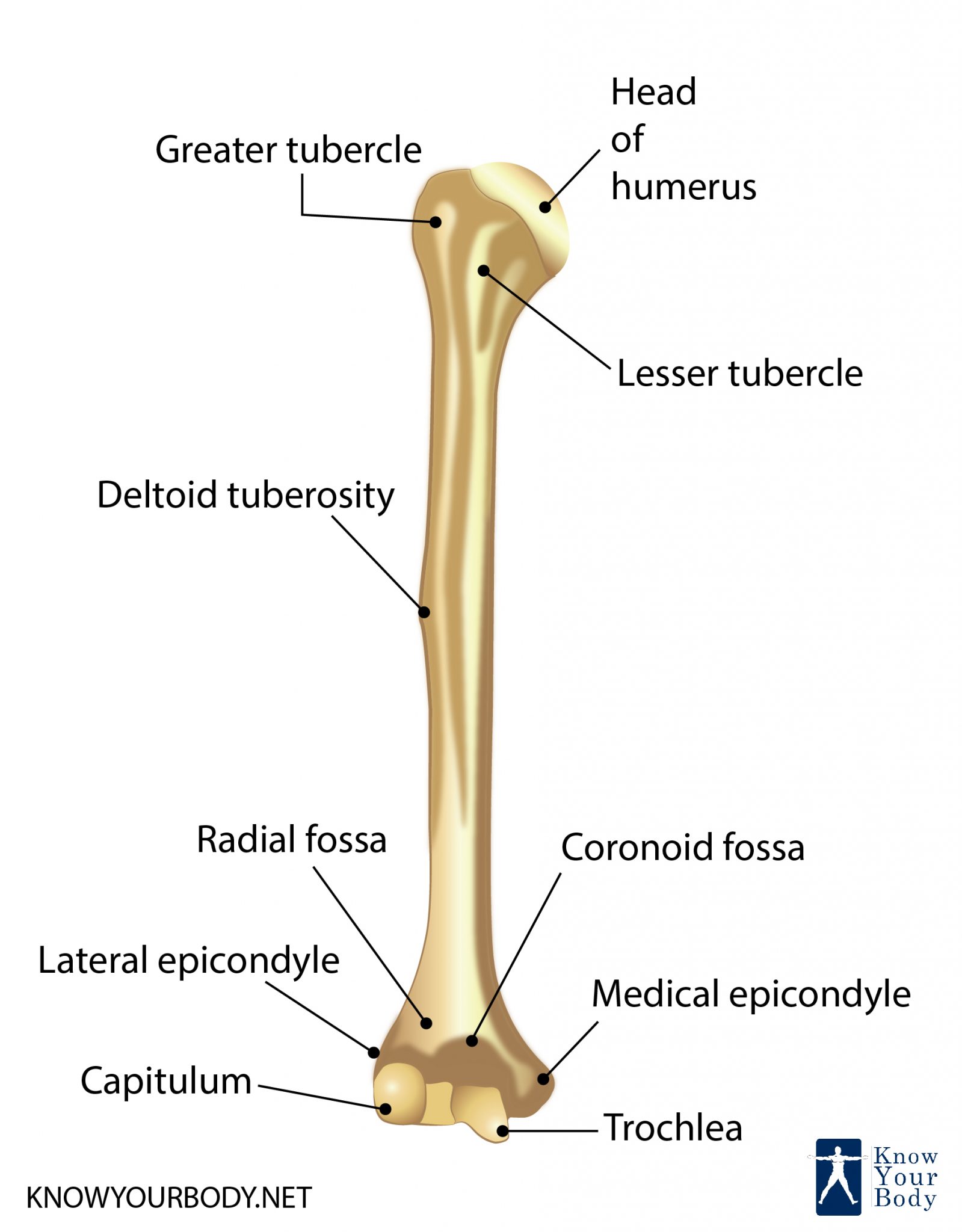 Humerus Bone Anatomy Location Function And FAQs Humerus Bone Anatomy Location Function And FAQs