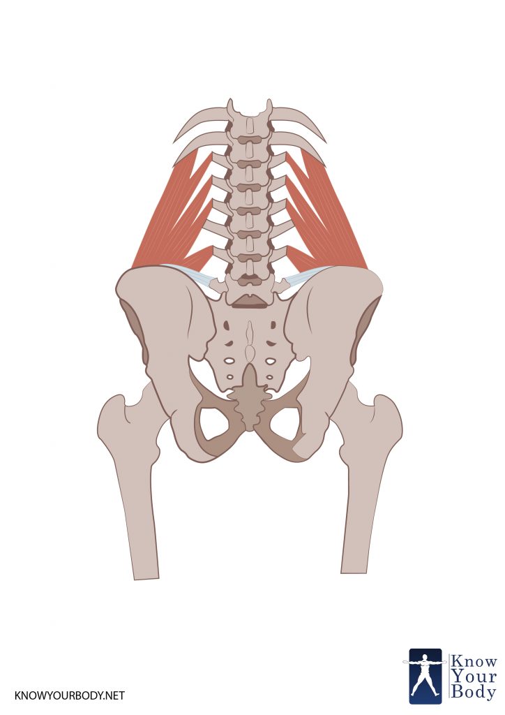 Quadratus Lumborum - Anatomy, Origin, Function and FAQs