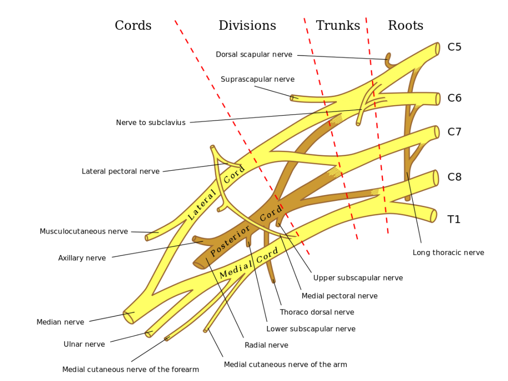 Brachial Plexus - Anatomy, Location, Function, Injury and FAQs