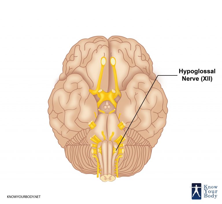 Hypoglossal Nerve - Location, Function, Origin and FAQs
