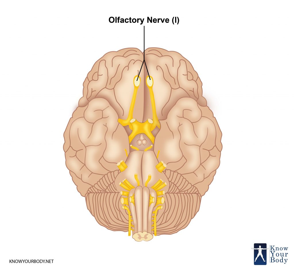 Olfactory Nerve Function Location Related Conditions And FAQs Olfactory Nerve Function Location Related Conditions And FAQs