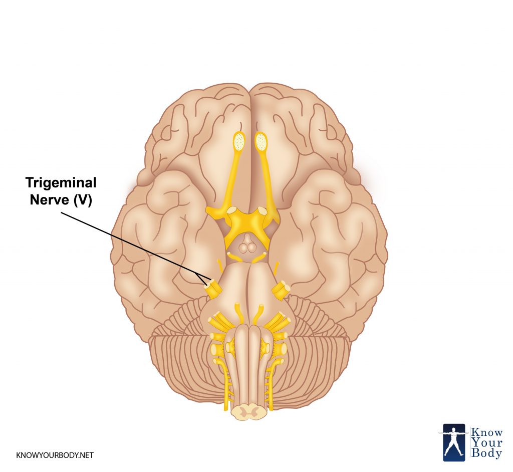 Trigeminal Nerve - Function, Branches, Anatomy and FAQs