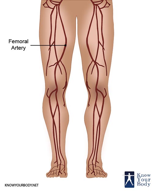 Femoral Artery Location Anatomy Branches Function And FAQs