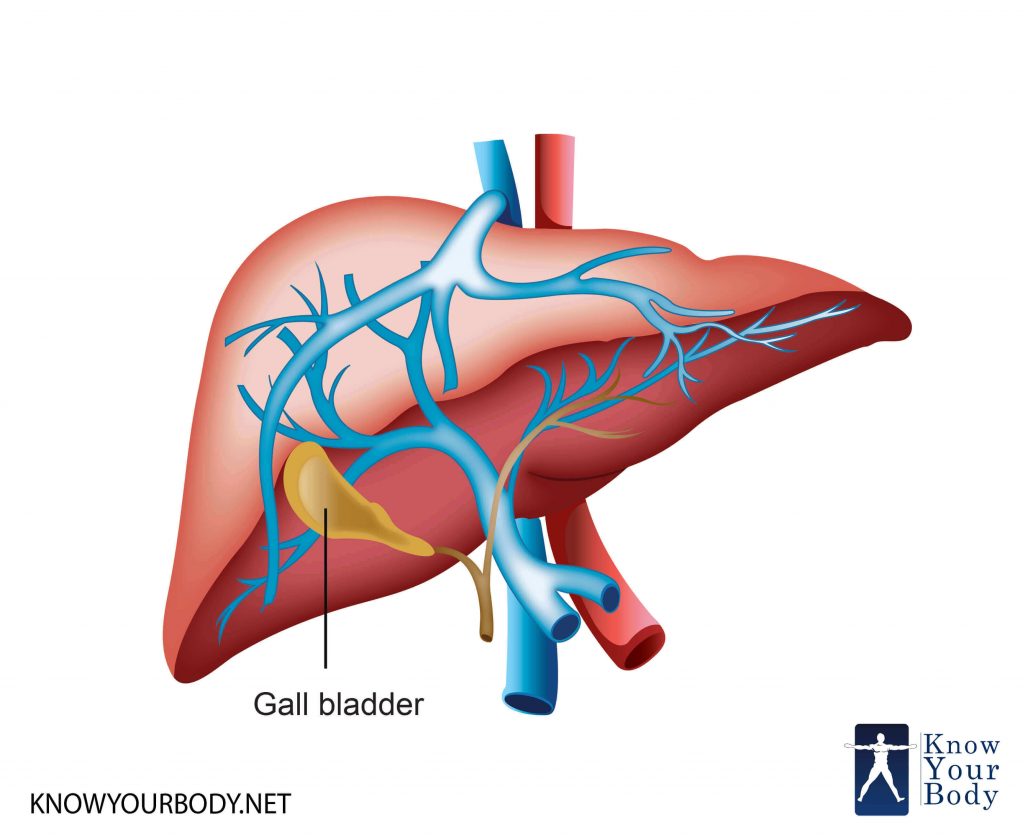 Gallbladder - Location, Function, Anatomy, Pictures and FAQs