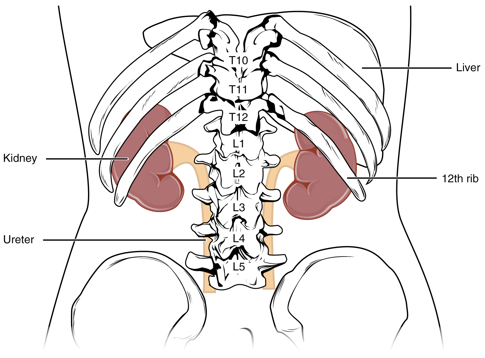 Kidney Location Function Anatomy Diagram And FAQs