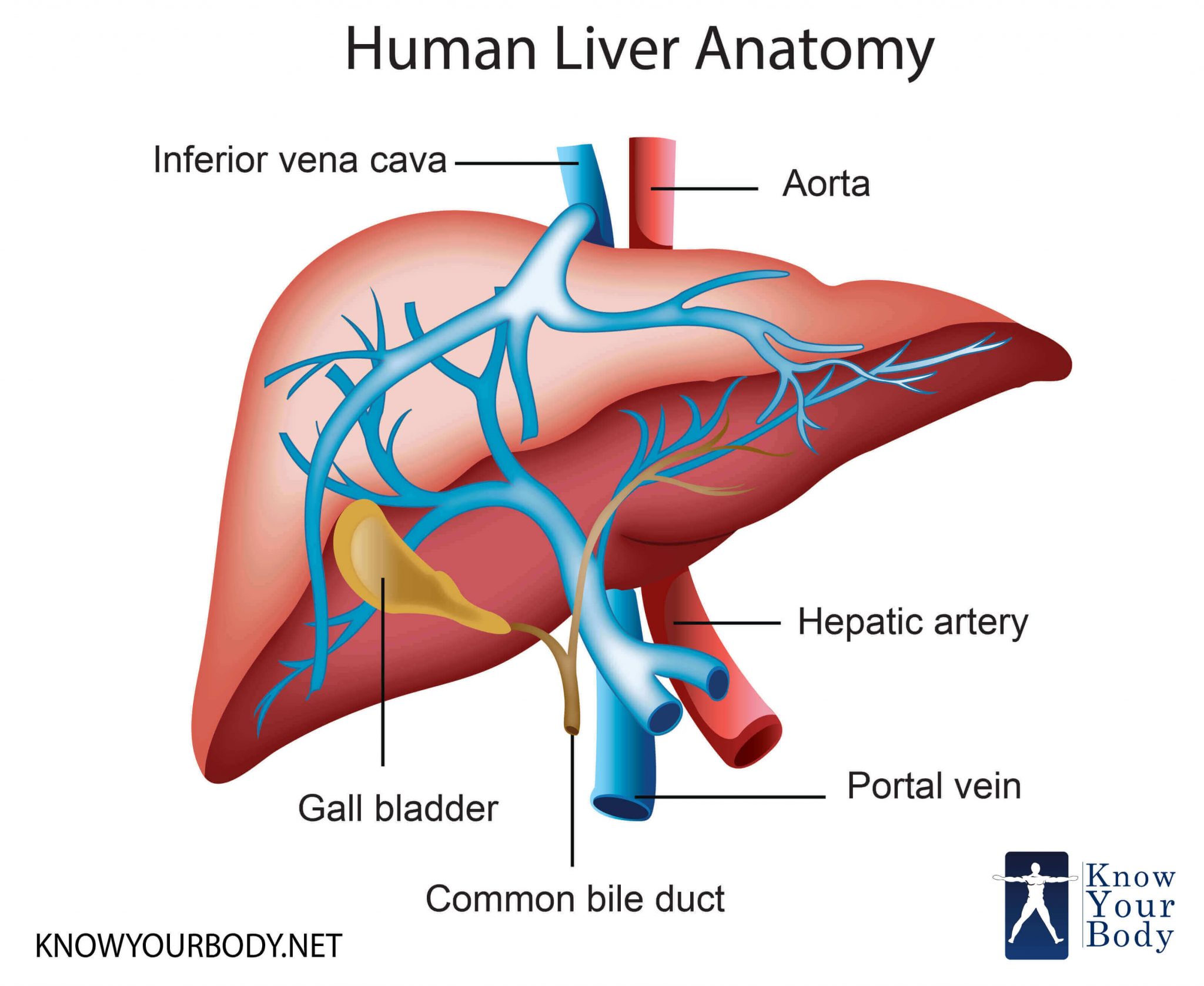 Liver Location Functions Anatomy Pictures And FAQs