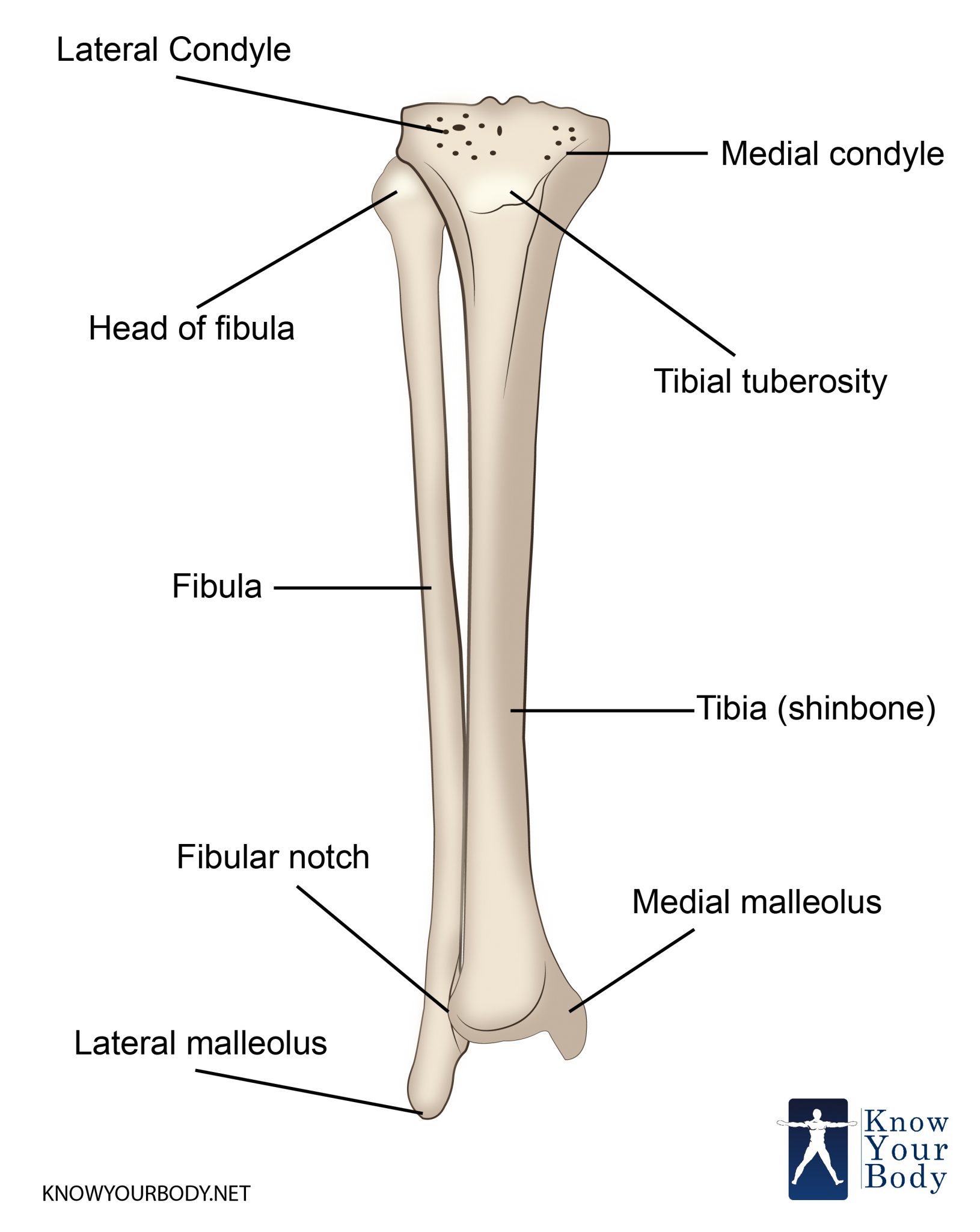 Tibia The World Report Tibia The World Report