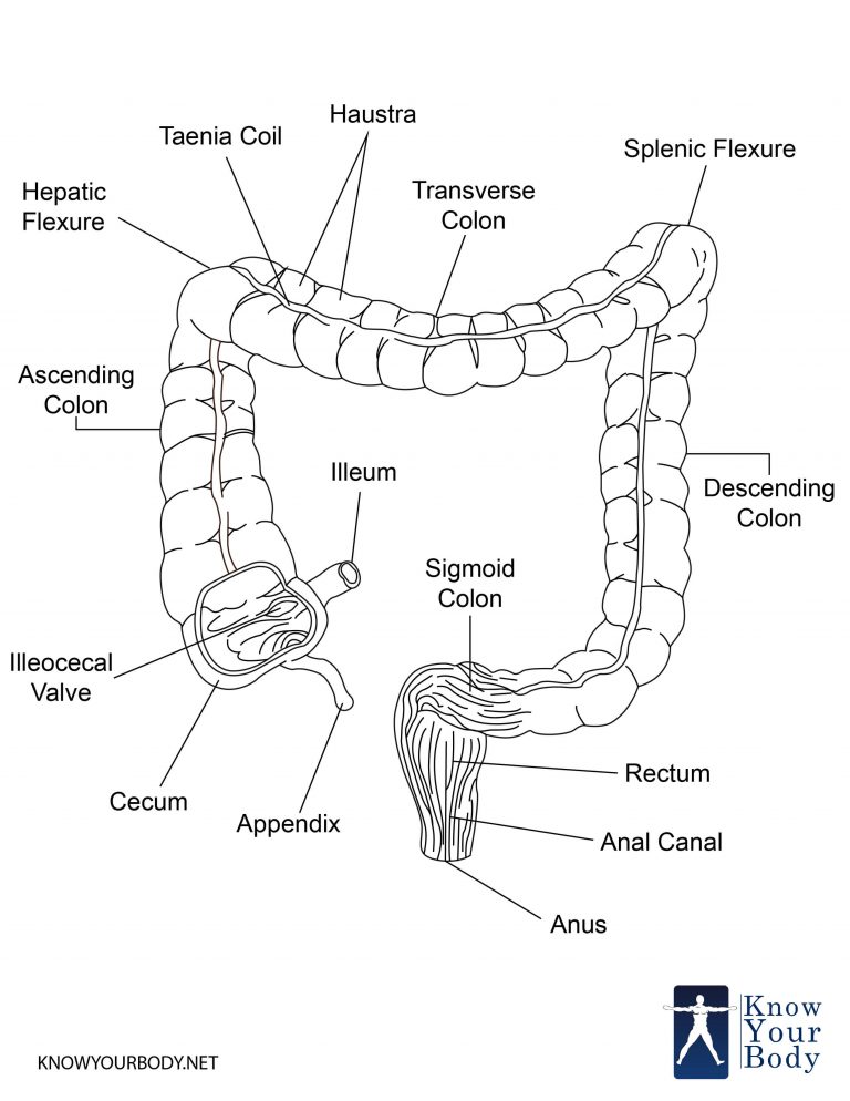 Large Intestine - Function, Parts, Length, Anatomy and FAQs